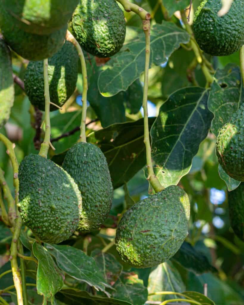 7 Fast Growing Avocado Trees That Bear Fruit Quickly (1st Year)