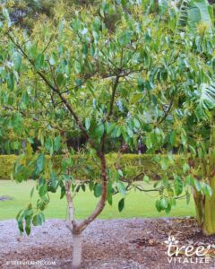 7 Fast Growing Avocado Trees That Bear Fruit Quickly (1st Year)