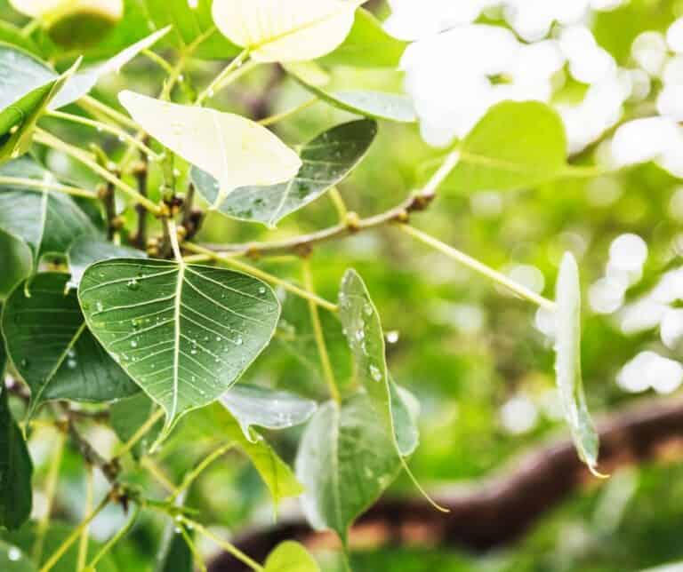 Discovering Enlightenment - The Historical Significance of the Sacred ...