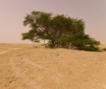 Unveiling the Mystery of Bahrain's Tree of Life - A Symbol of ...