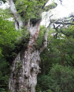 Tāne Mahuta 'God of the Forest' - A New Zealand Icon