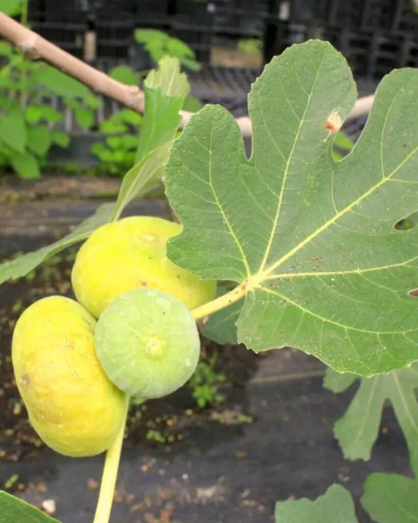 9 Best Fig Trees To Grow For Fruit In Less Time (1st Year)