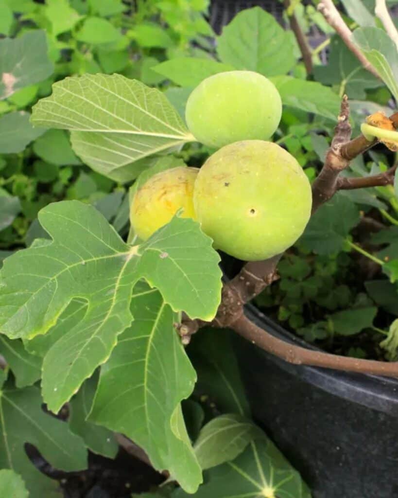 9 Best Fig Trees To Grow For Fruit In Less Time (1st Year)