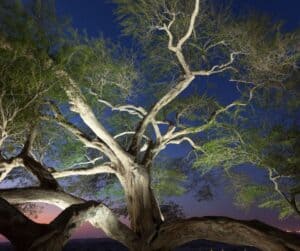 Unveiling the Mystery of Bahrain's Tree of Life - A Symbol of ...
