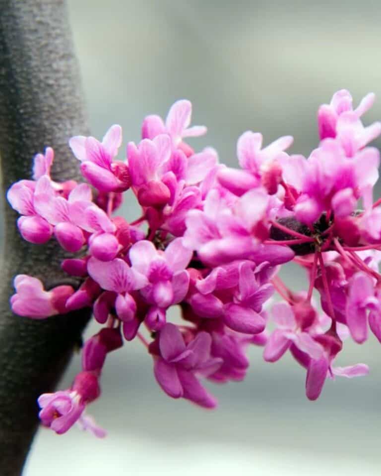 7 Breathtaking Weeping Redbud Trees You Need to See