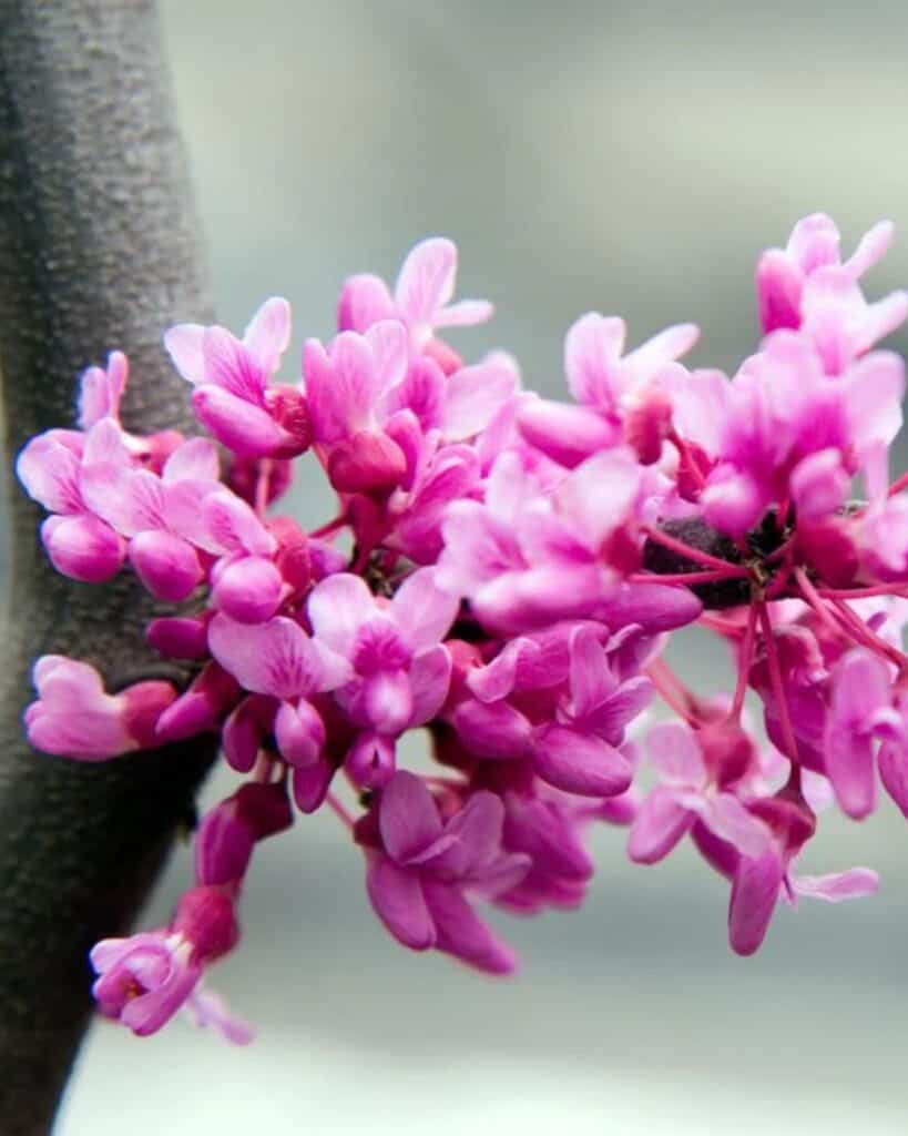 7 Breathtaking Weeping Redbud Trees You Need to See