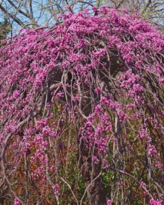 7 Breathtaking Weeping Redbud Trees You Need to See