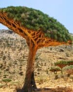 Discover the Mysteries of the Dragon Blood Tree