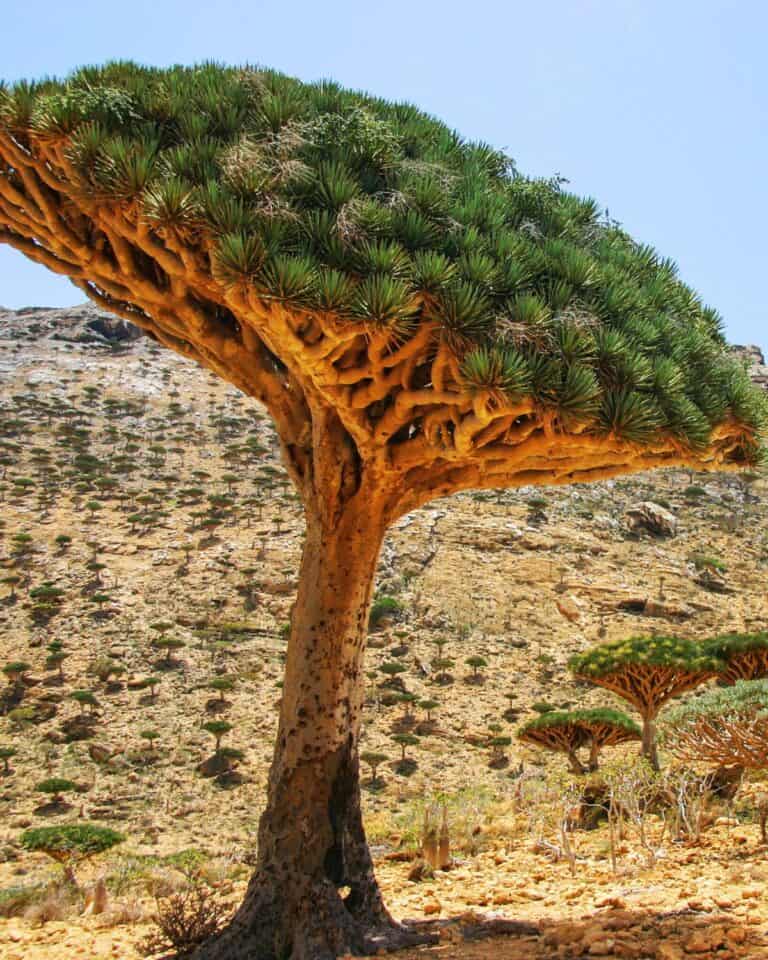 Discover the Mysteries of the Dragon Blood Tree
