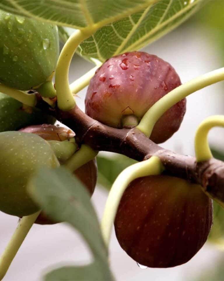 9 Best Fig Trees To Grow For Fruit In Less Time (1st Year)
