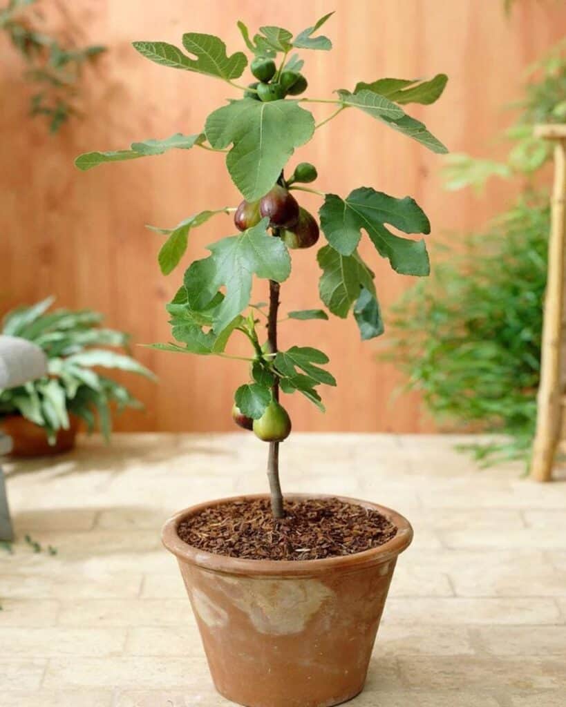 12 High Yield Dwarf Fruit Trees For Small Areas