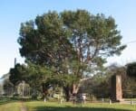 Echoes of Gallipoli - The Lone Pine’s Stirring Legacy of Remembrance