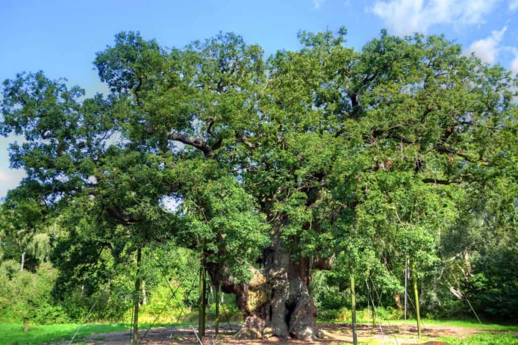 Robin Hood’s Hideout? Discover the Legendary Major Oak