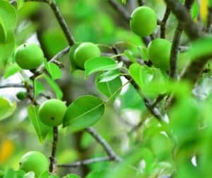 The Forbidden Fruit - Inside the Toxic World of the Manchineel Tree