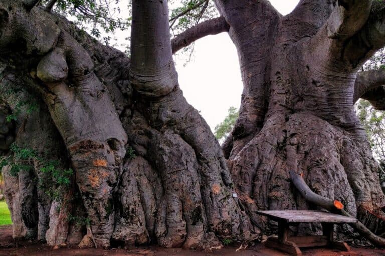 Once a Pub, Always a Legend - The Story of the Sunland Baobab