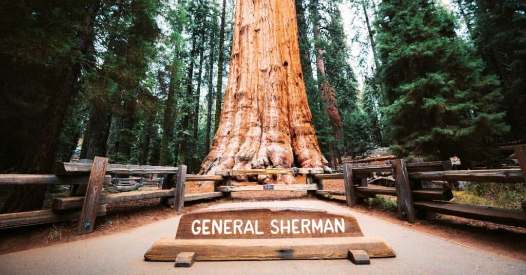 Meet General Sherman! A Titan Among Trees