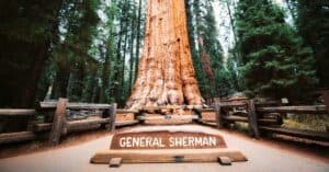 Meet General Sherman! A Titan Among Trees