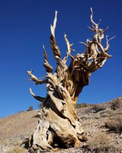 Meet Methuselah - The 4,855-Year-Old Tree That's Outlived Civilizations!