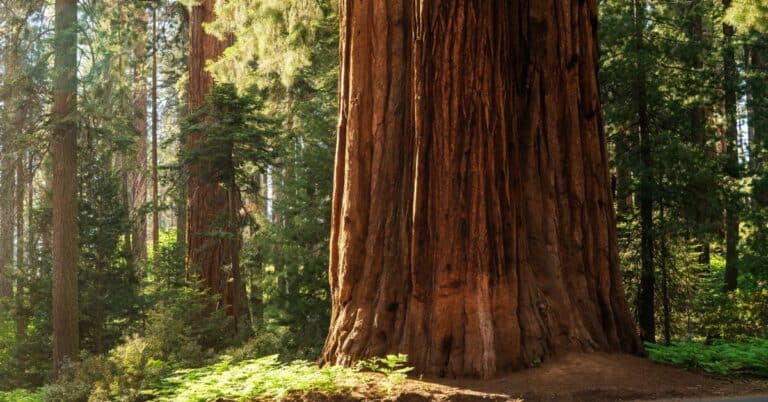 The Surprising Ways Ancient Forests Impact Your Life