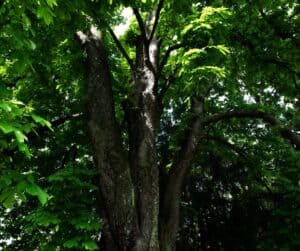 From Anne Frank’s Window - The Tree That Stood as a Beacon of Hope