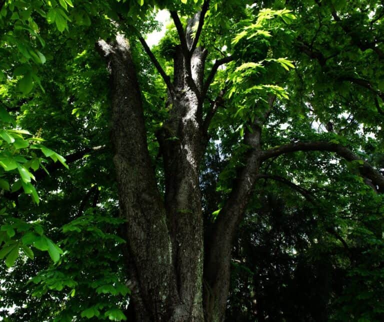 From Anne Frank’s Window - The Tree That Stood as a Beacon of Hope