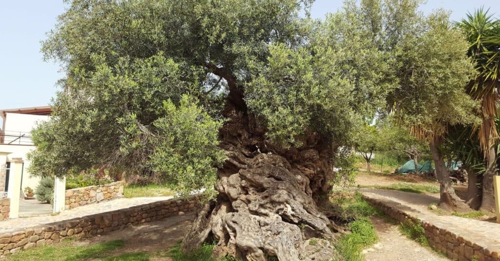The Tree of Ténéré – The Unfortunate End of the World’s Loneliest Tree