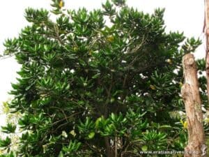 Meet the World's Loneliest Tree - Pennantia baylisiana