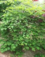 7 Breathtaking Weeping Redbud Trees You Need to See