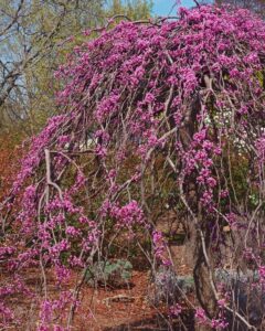 7 Breathtaking Weeping Redbud Trees You Need to See