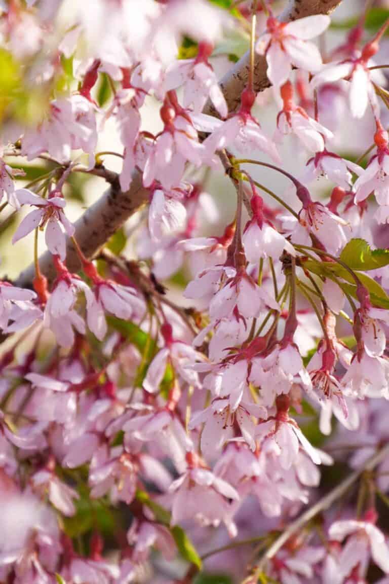 7 Weeping Cherry Trees That Will Make Your Neighbors Jealous