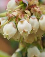 11 Standout Blueberry Bushes For Fruit In Less Time (1st Year)