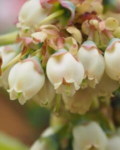 11 Standout Blueberry Bushes For Fruit In Less Time (1st Year)