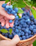 11 Standout Blueberry Bushes For Fruit In Less Time (1st Year)