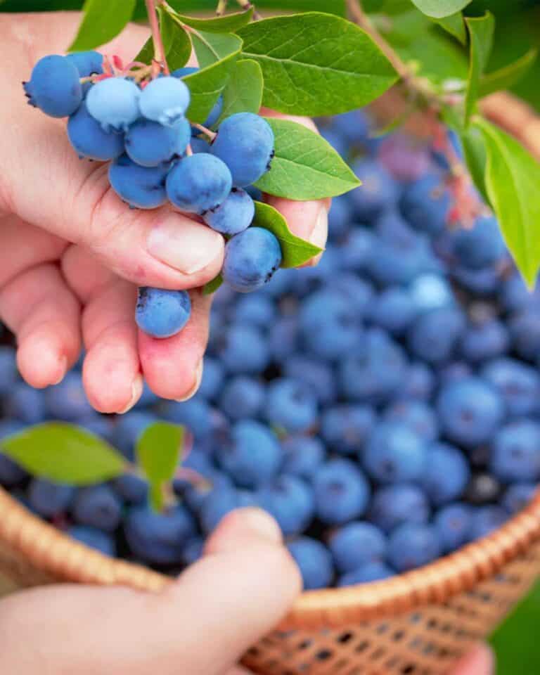 11 Standout Blueberry Bushes For Fruit In Less Time (1st Year)