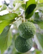 7 Fast Growing Avocado Trees That Bear Fruit Quickly (1st Year)