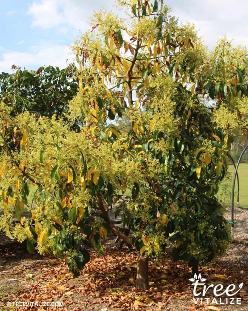 15 Fastest Growing Fruit Trees That Bear Fruit Quickly