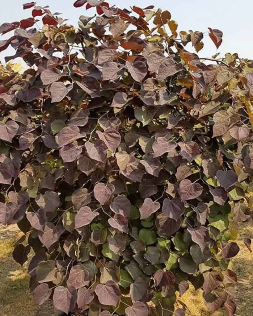 7 Breathtaking Weeping Redbud Trees You Need to See