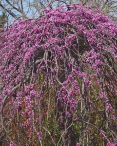 7 Breathtaking Weeping Redbud Trees You Need to See