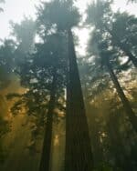 Meet Hyperion - Towering Above the Rest as the World's Tallest Tree