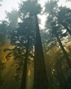 Meet Hyperion - Towering Above the Rest as the World's Tallest Tree