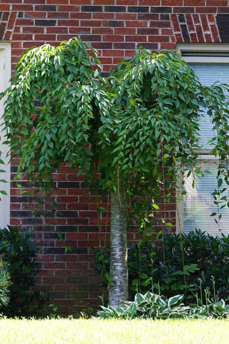 7 Weeping Cherry Trees That Will Make Your Neighbors Jealous