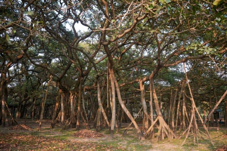 Explore The Great Banyan, a Living Giant Spanning 4.67 Acres