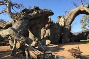 Once a Pub, Always a Legend - The Story of the Sunland Baobab
