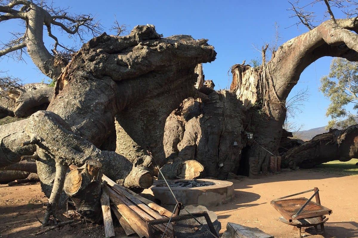 Once a Pub, Always a Legend - The Story of the Sunland Baobab