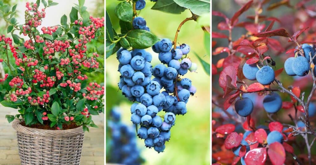 7 Types of Fruit Trees That Will Thrive in Kansas