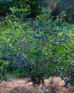 11 Standout Blueberry Bushes For Fruit In Less Time (1st Year)