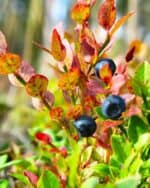 11 Standout Blueberry Bushes For Fruit In Less Time (1st Year)