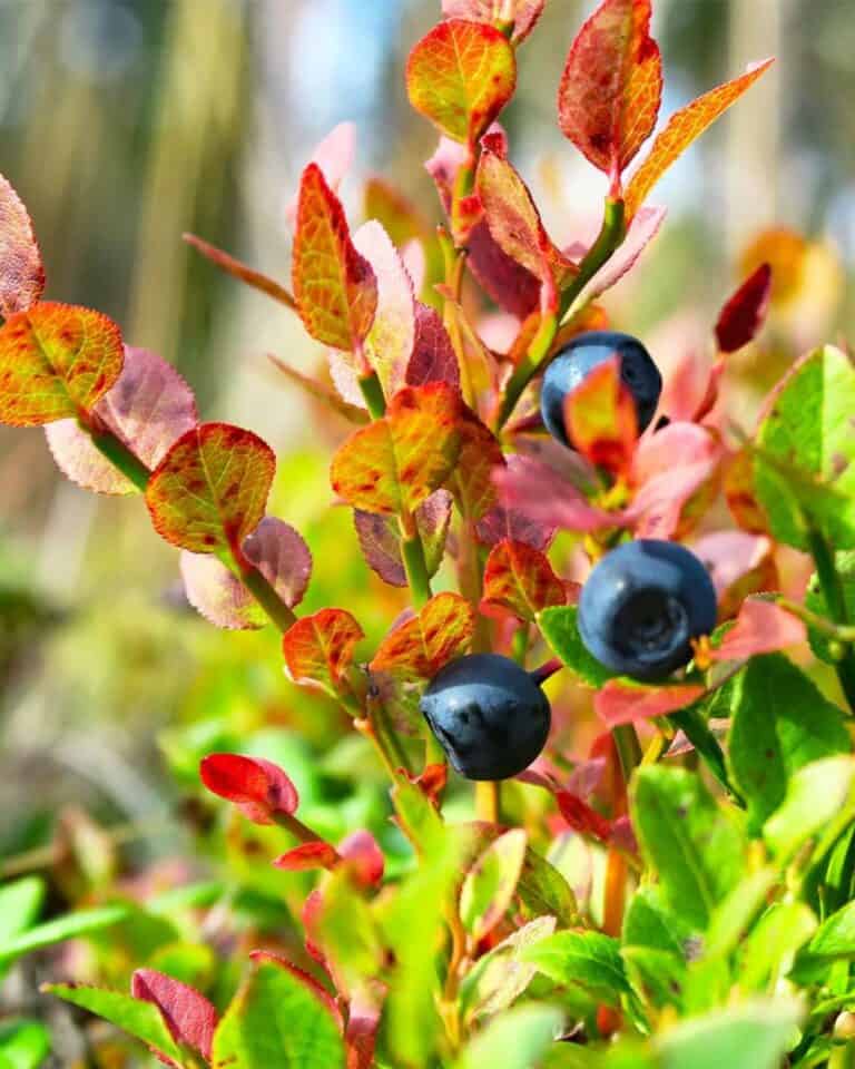 11 Standout Blueberry Bushes For Fruit In Less Time (1st Year)