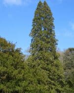 Meet Hyperion - Towering Above the Rest as the World's Tallest Tree