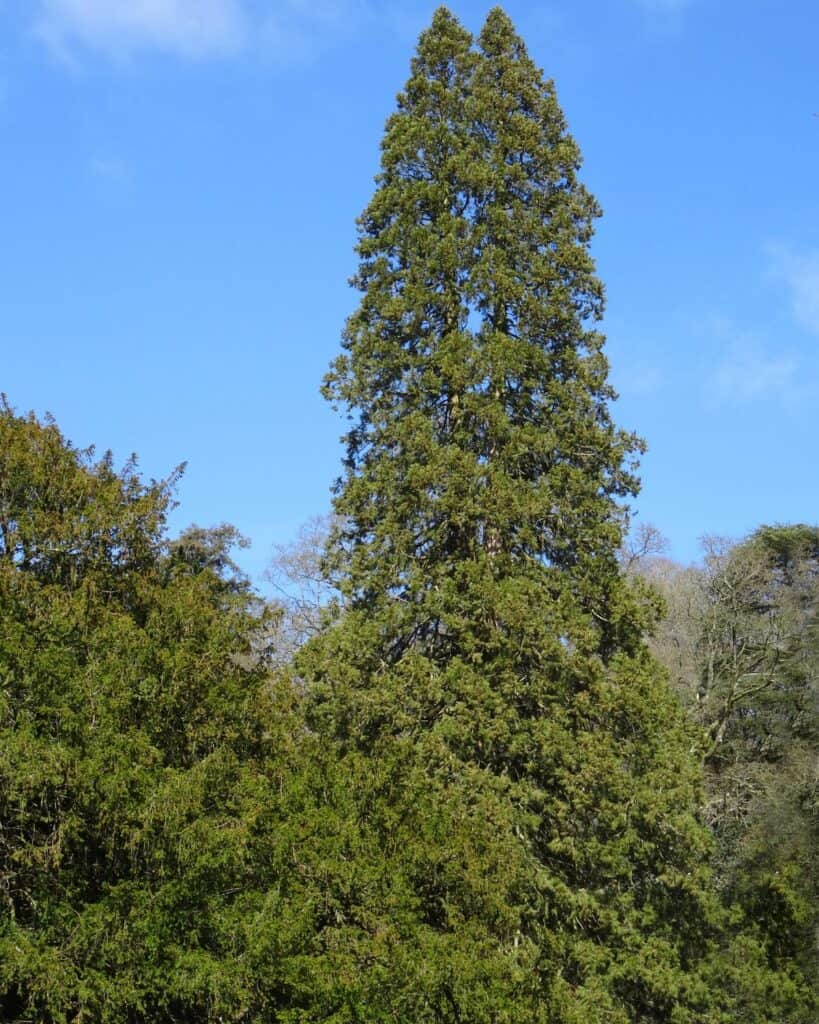Meet Hyperion - Towering Above the Rest as the World's Tallest Tree